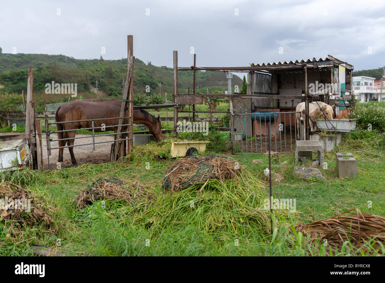 Horse in Okinawa, Japan Stock Photo - Alamy