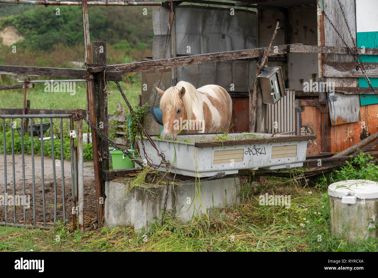 Horse in Okinawa, Japan Stock Photo - Alamy