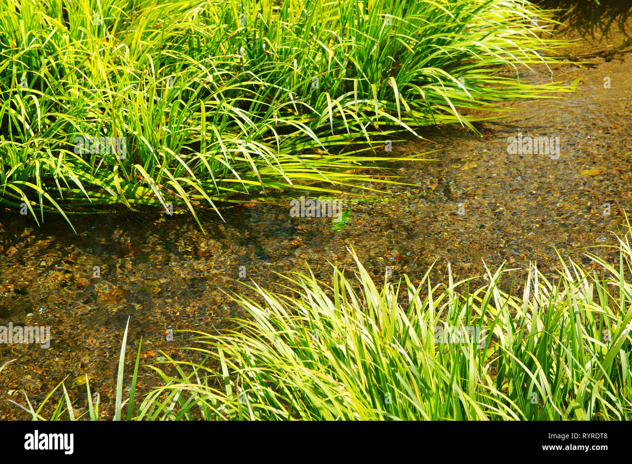 Lake Ezu in spring Stock Photo - Alamy
