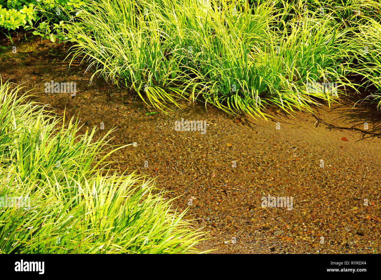 Lake Ezu in spring Stock Photo - Alamy