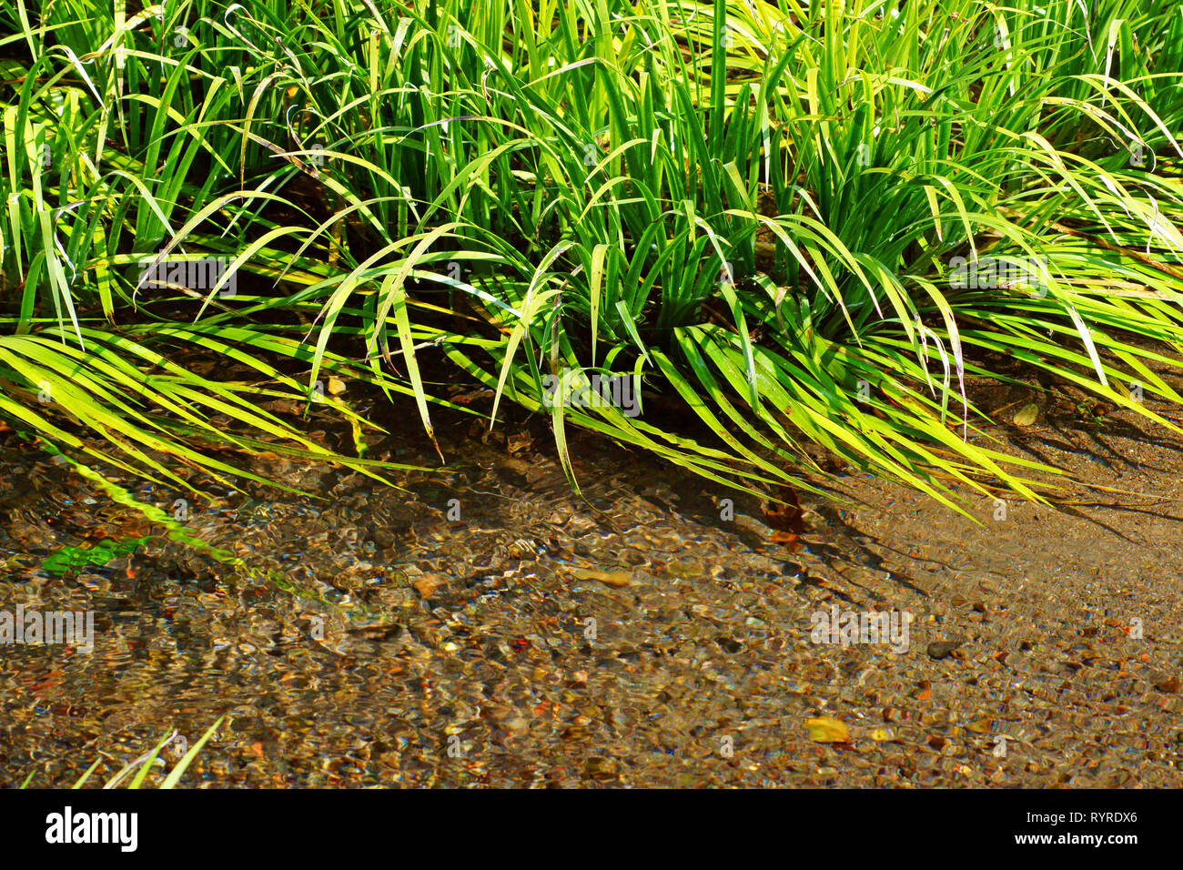 Lake Ezu in spring Stock Photo - Alamy