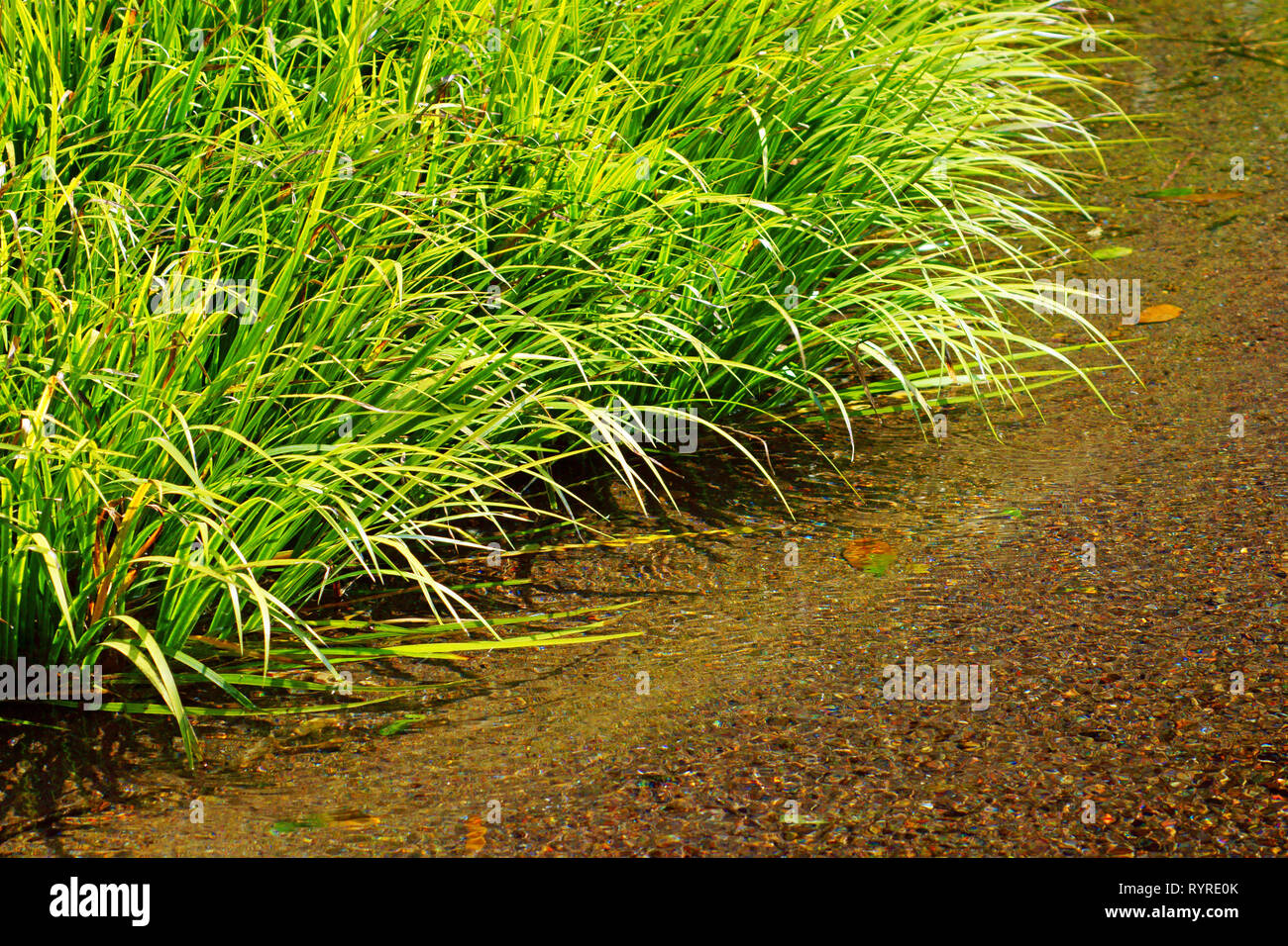 Lake Ezu in spring Stock Photo - Alamy