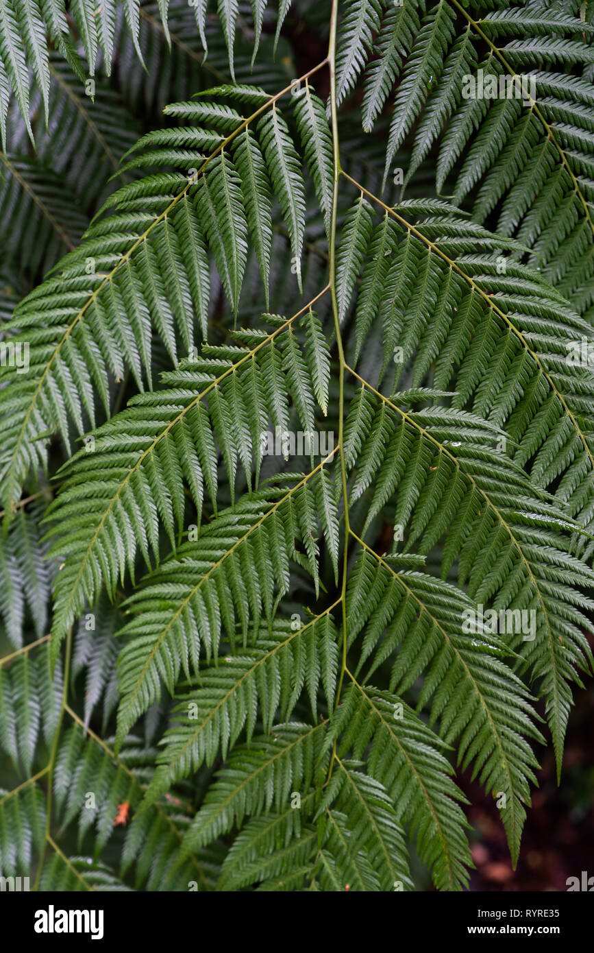 Flying spider monkey tree fern hi-res stock photography and images - Alamy