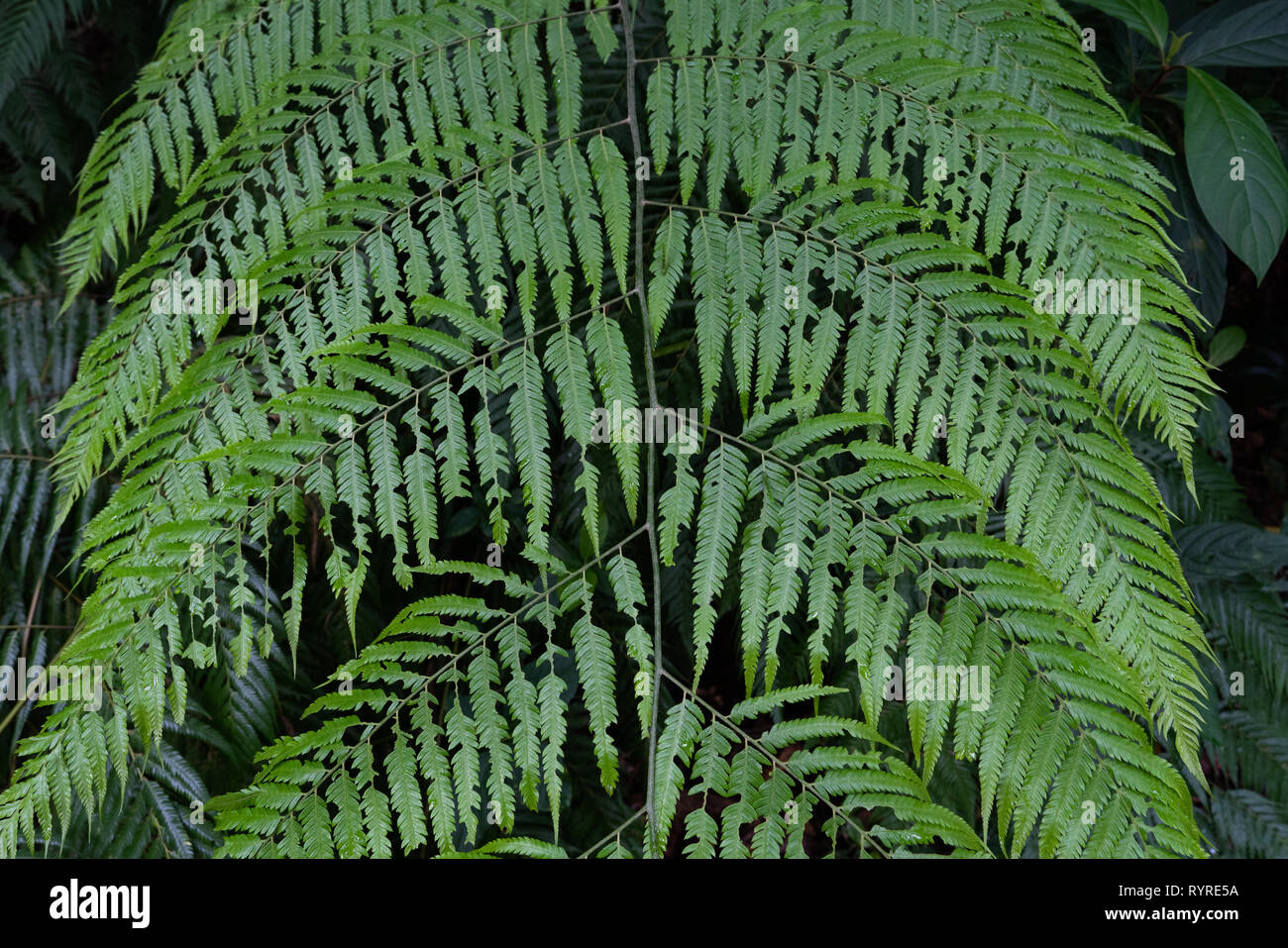 Flying spider monkey tree fern hi-res stock photography and images - Alamy