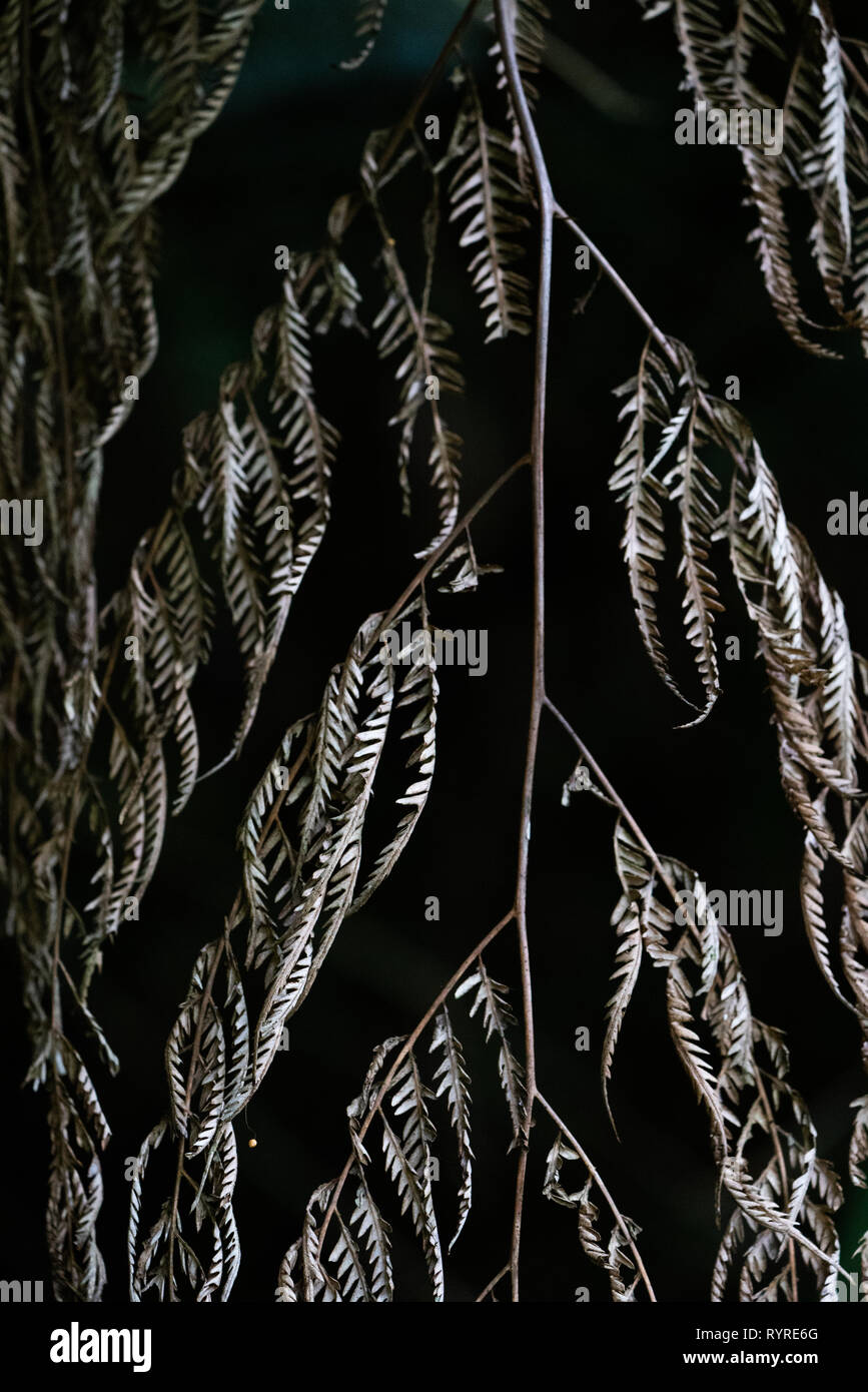 Flying spider monkey tree fern hi-res stock photography and images - Alamy