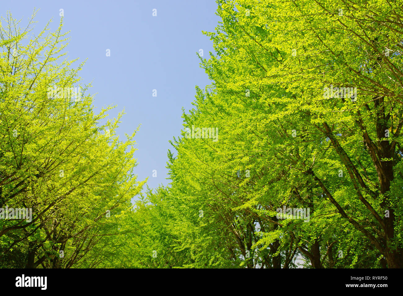 Rows of fresh green ginkgo tree Stock Photo - Alamy
