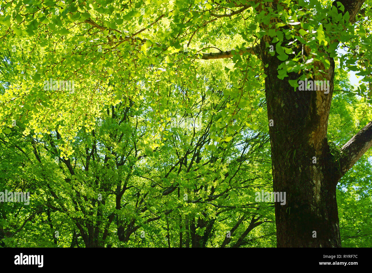 Rows of fresh green ginkgo tree Stock Photo - Alamy