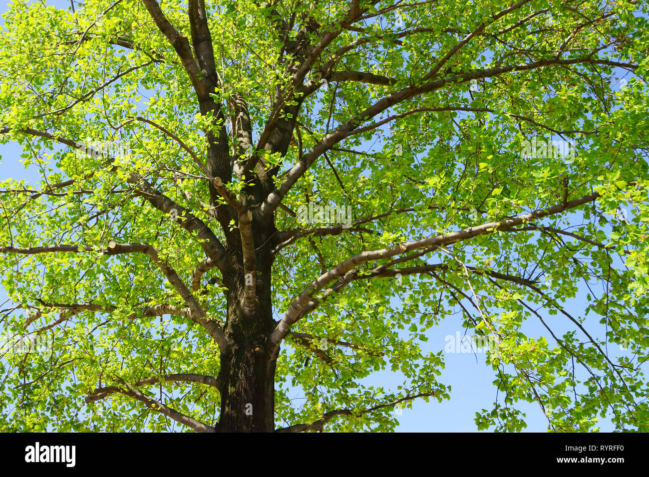 Fresh green tulip tree Stock Photo - Alamy