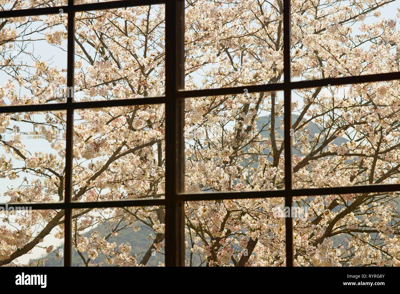 Cherry blossoms outside the window Stock Photo - Alamy