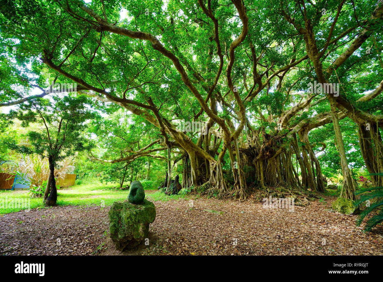Chinese Banyan in Ishigaki Island, Okinawa Prefecture, Japan Stock ...