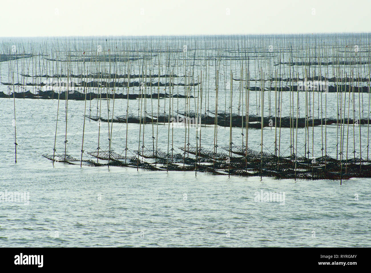 Laver seaweed hi-res stock photography and images - Alamy