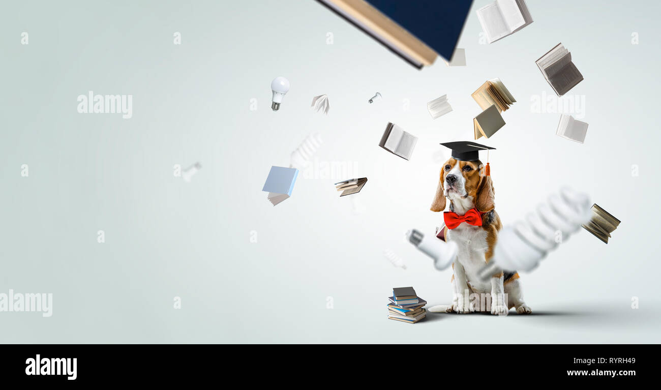 Dog study science. Mixed media Stock Photo - Alamy