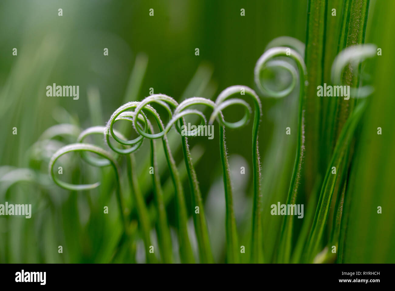 Sprouts of Japanese sago palm Stock Photo - Alamy