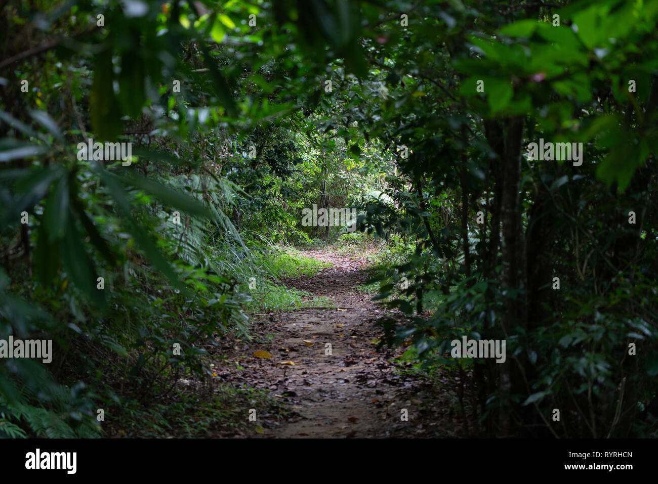 Road in Jungle Stock Photo - Alamy
