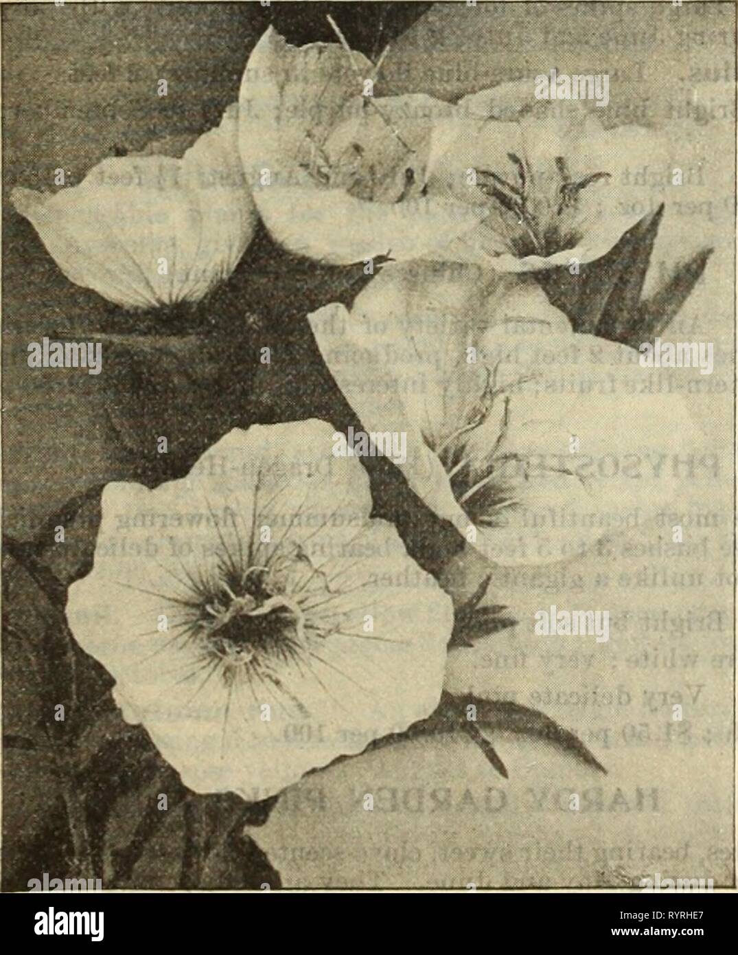 Red campion drawing hi-res stock photography and images - Alamy