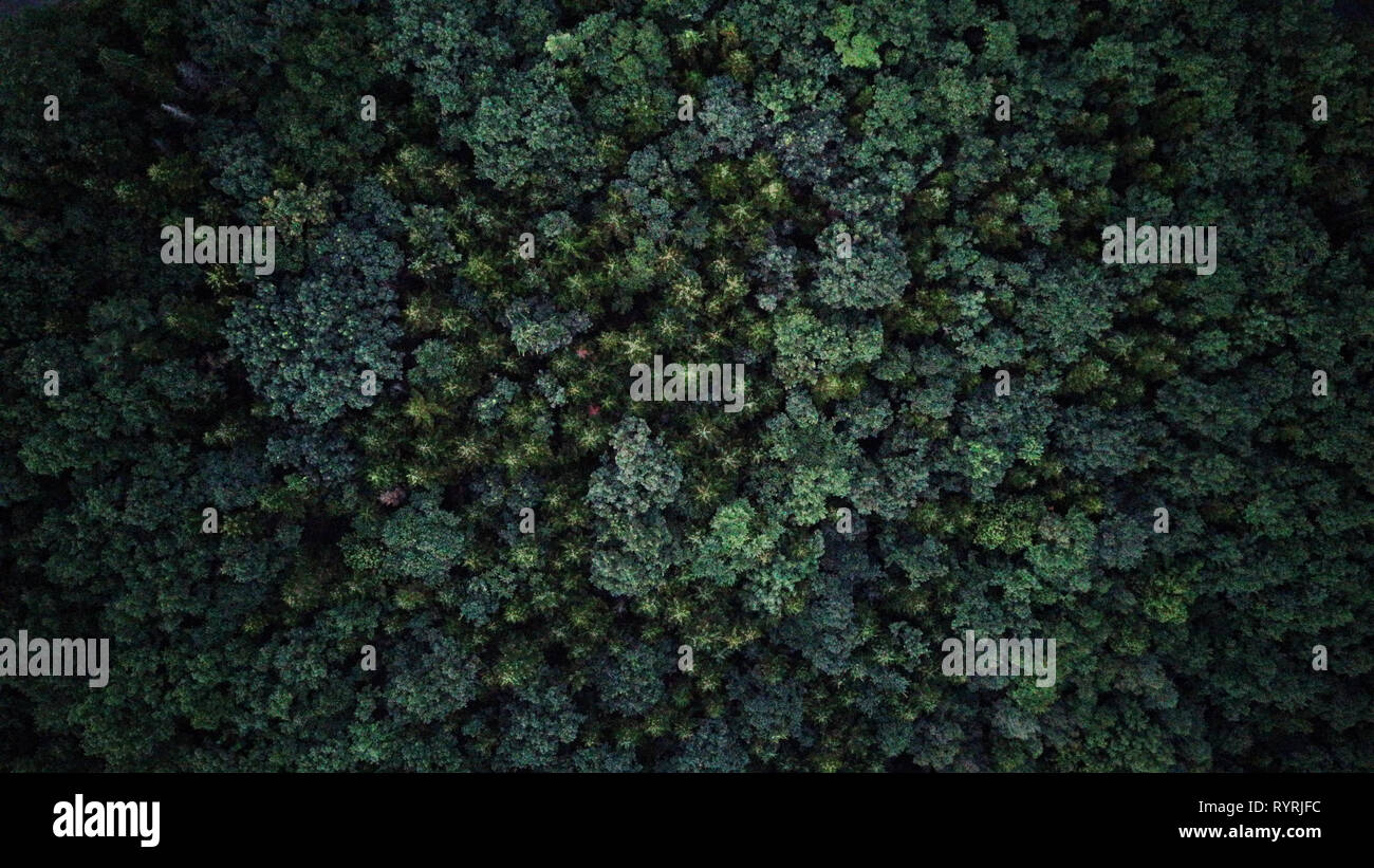 Aerial view of forest Stock Photo - Alamy