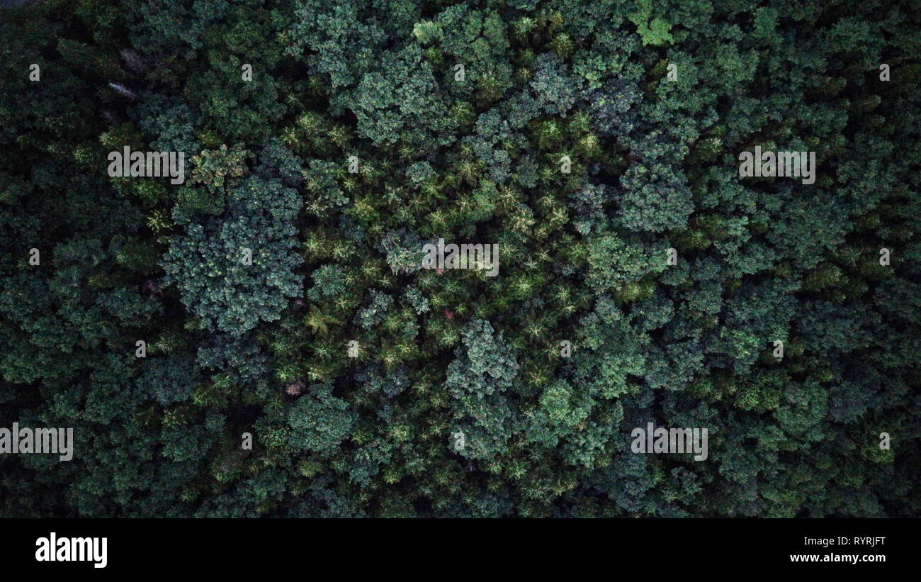 Aerial view of forest Stock Photo - Alamy