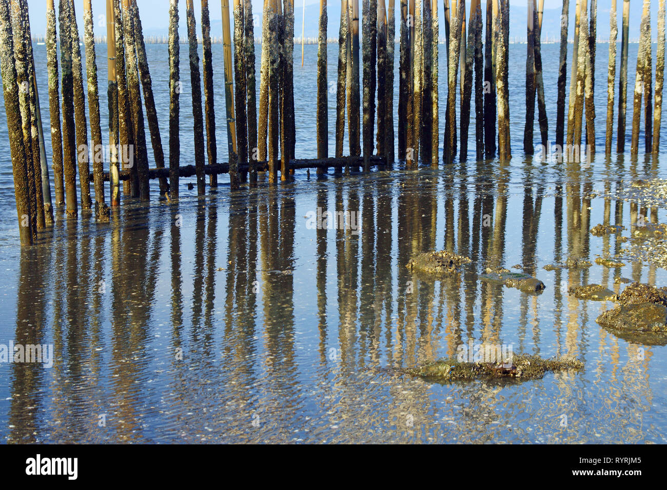 Mudflat of Ariake Sea, Kumamoto Prefecture, Japan Stock Photo - Alamy