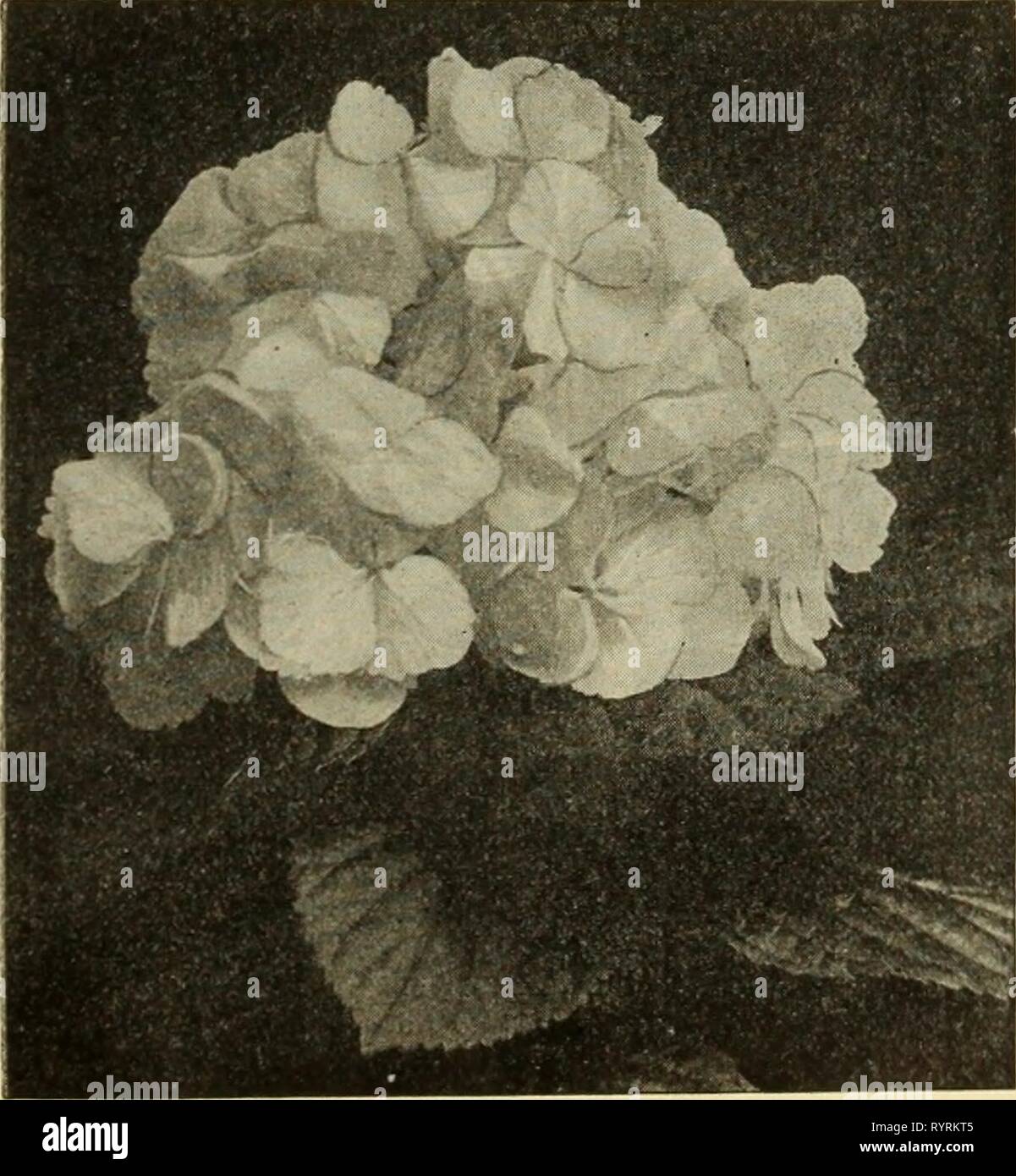 Dina rose in hi-res stock photography and images - Alamy