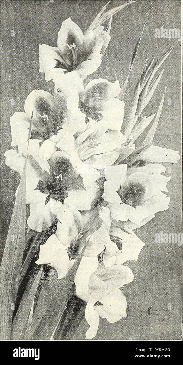 6 germania hi-res stock photography and images - Alamy