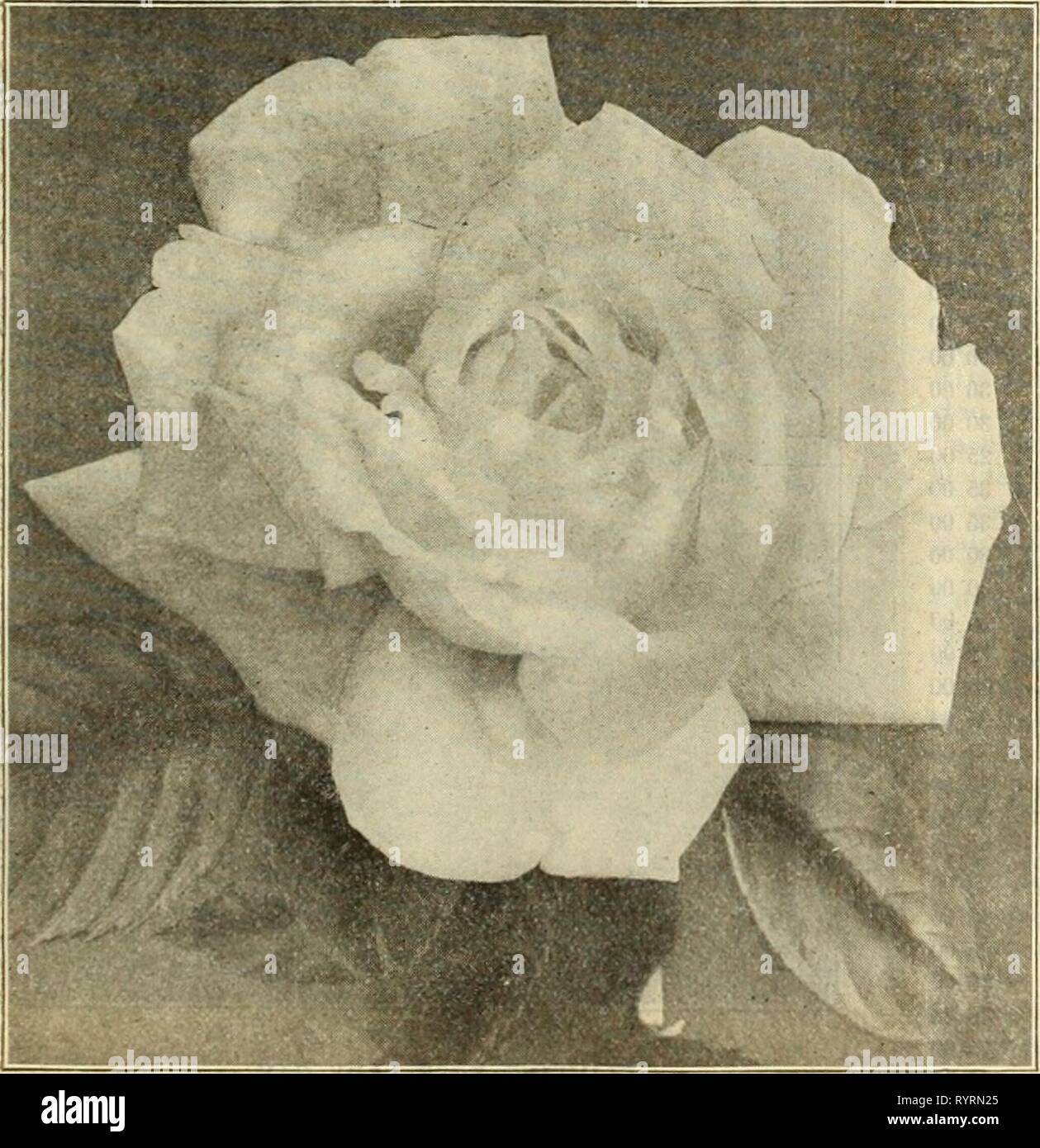 Anna smith strong hi-res stock photography and images - Alamy