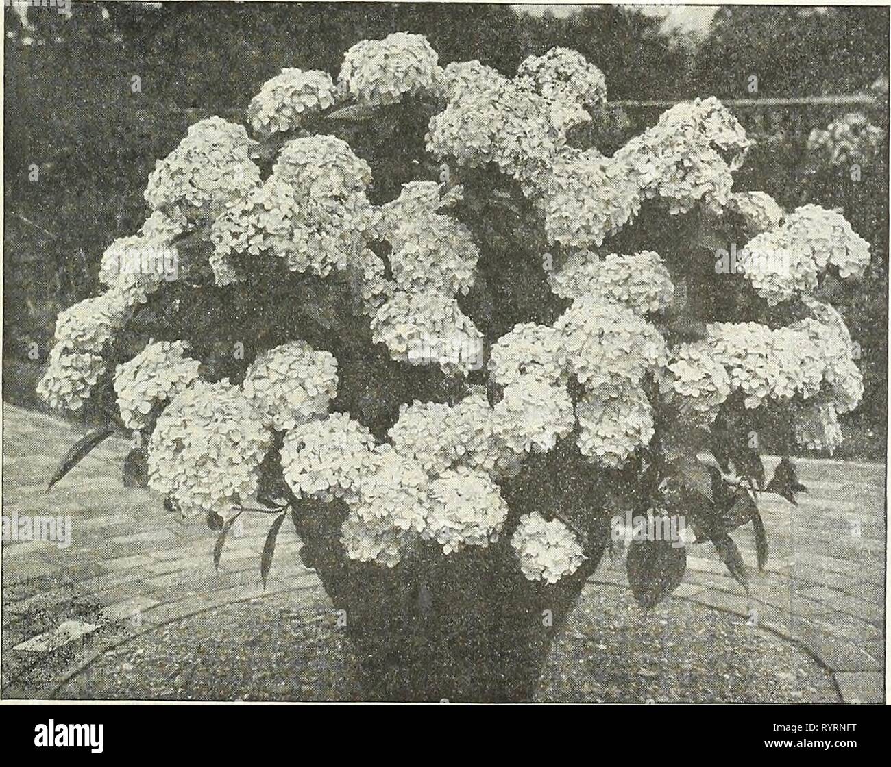 New french hydrangeas hi-res stock photography and images - Alamy
