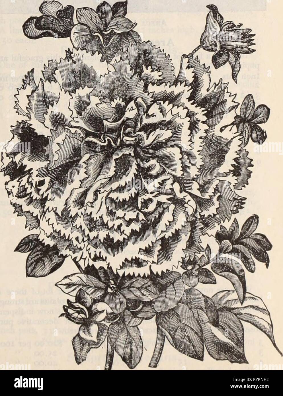 Pelargonium Rust High Resolution Stock Photography and Images - Alamy