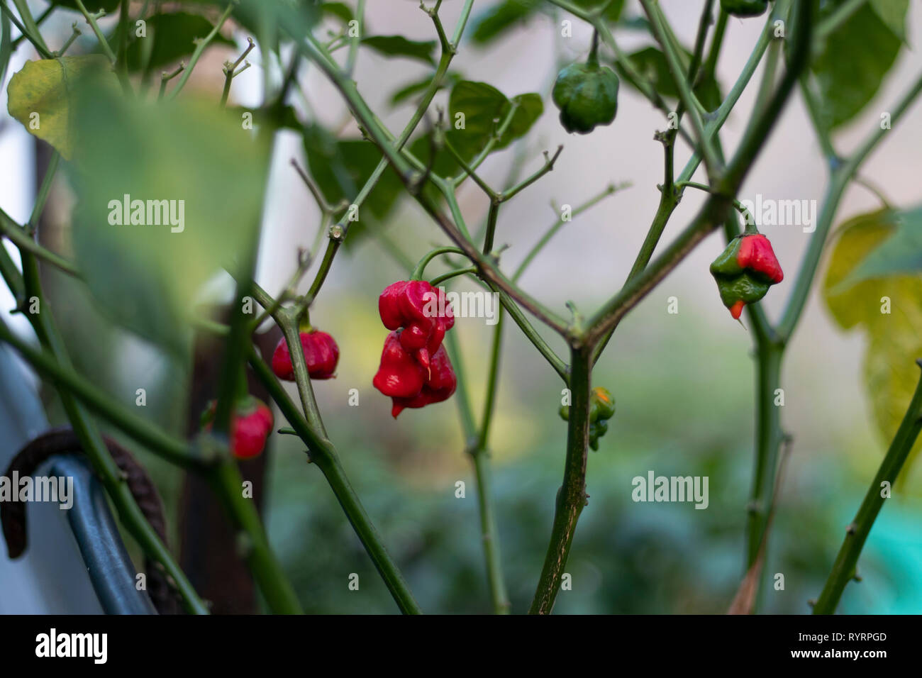 Chilli farming hi-res stock photography and images - Alamy