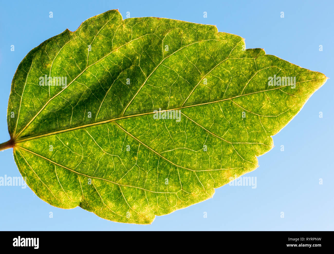 Detailed garden photography hi-res stock photography and images - Alamy