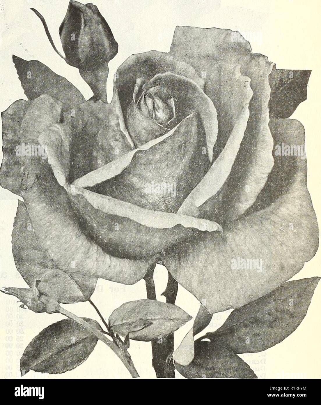 Daily mail rose hi-res stock photography and images - Alamy