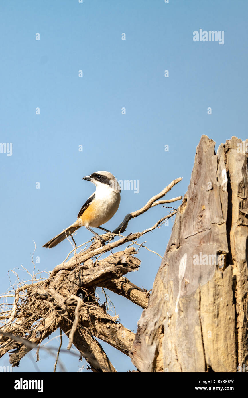 Brown shrike (Lanius cristatus) perched on dead limb in India Stock ...