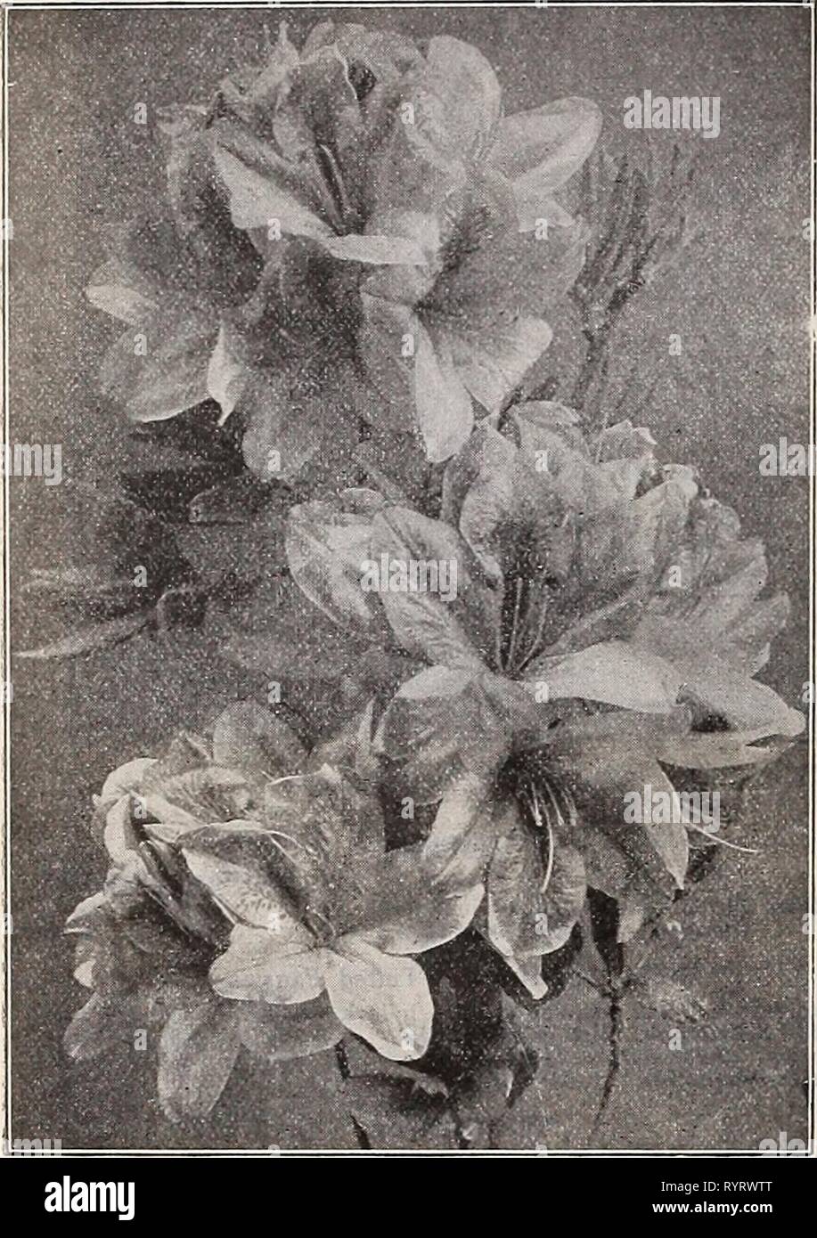 Standard azalea hi-res stock photography and images - Alamy