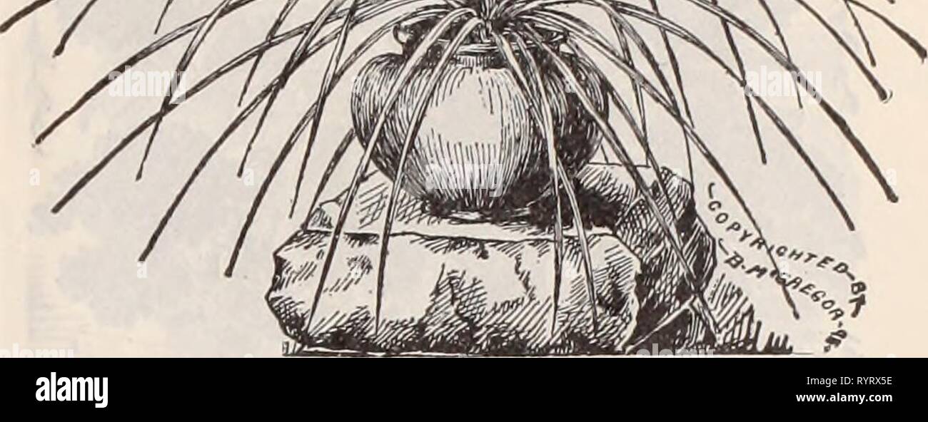 Giant chin cactus hi-res stock photography and images - Alamy