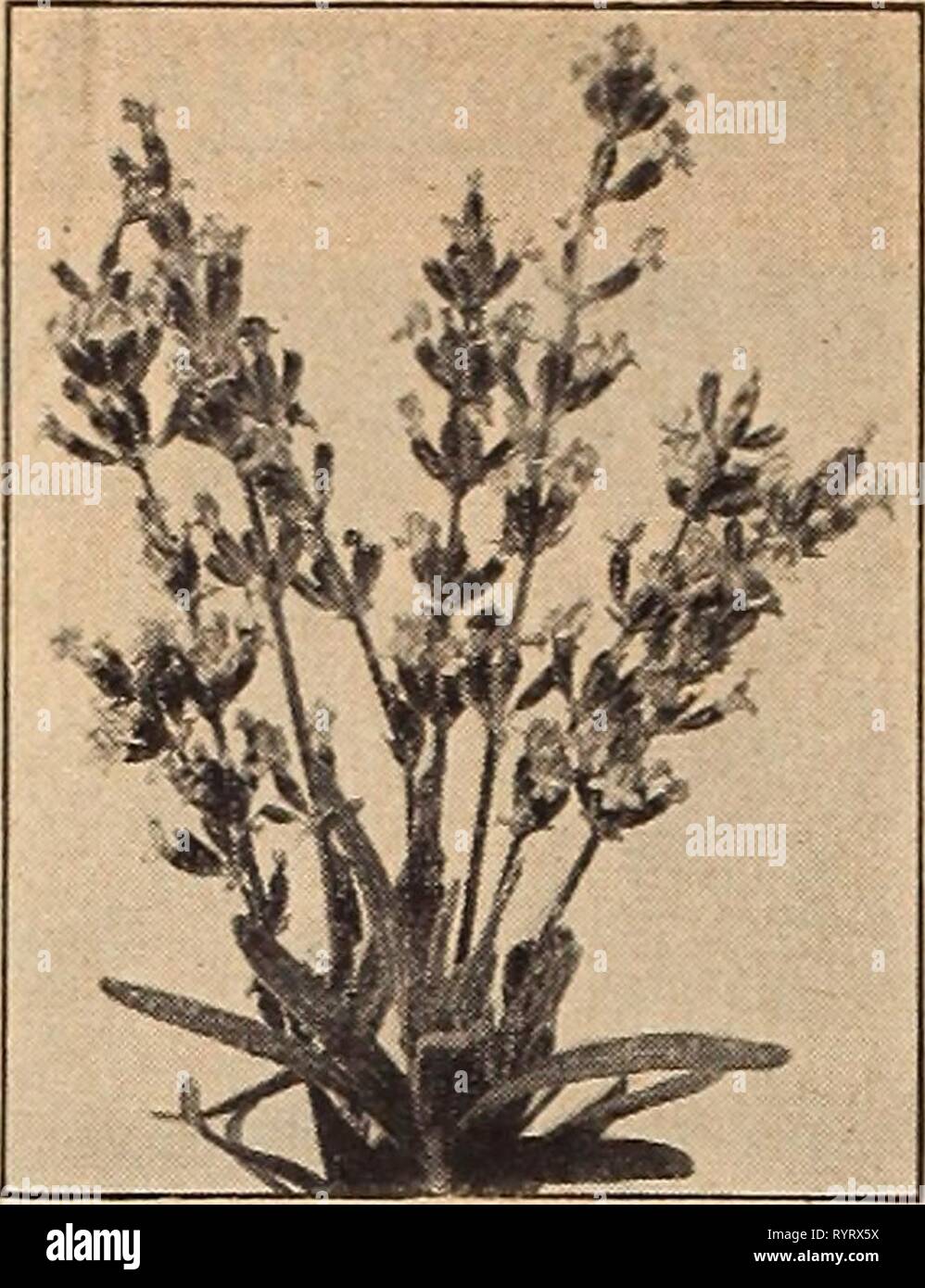 Lavandula spica vera hi-res stock photography and images - Alamy