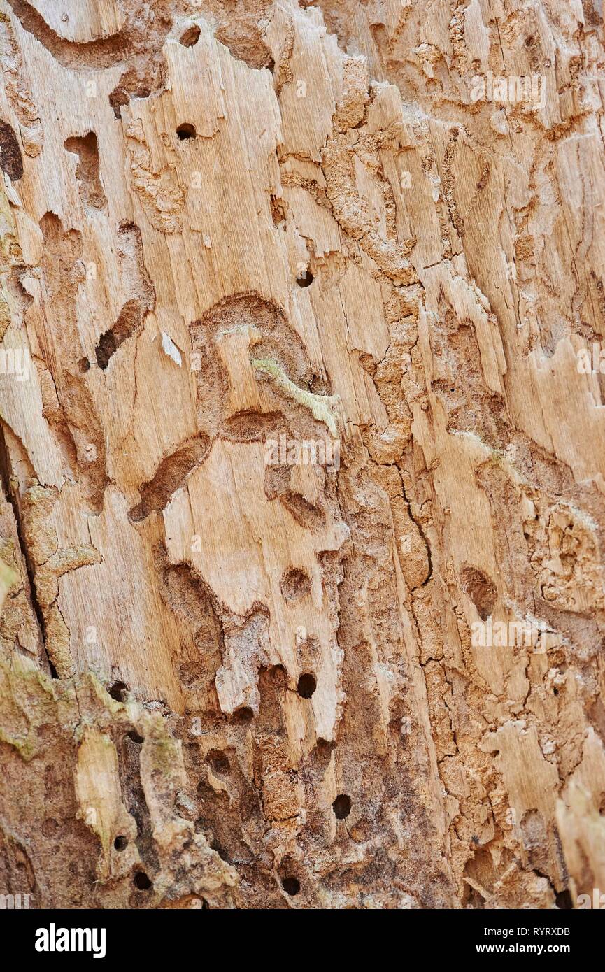 Signs of feeding of European spruce bark beetles (Ips typographus) in ...