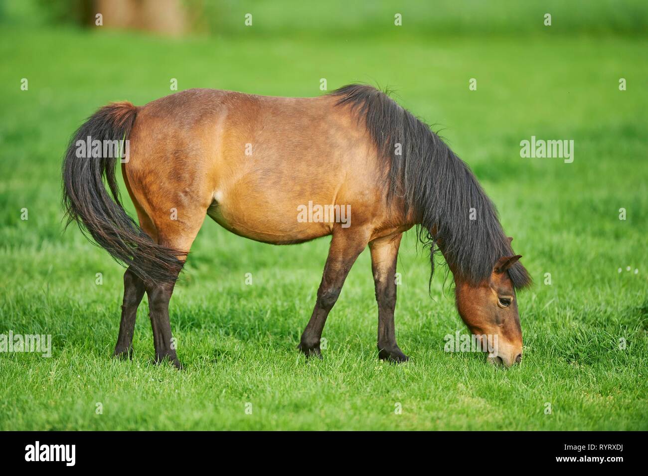 Brown pony hi-res stock photography and images - Alamy