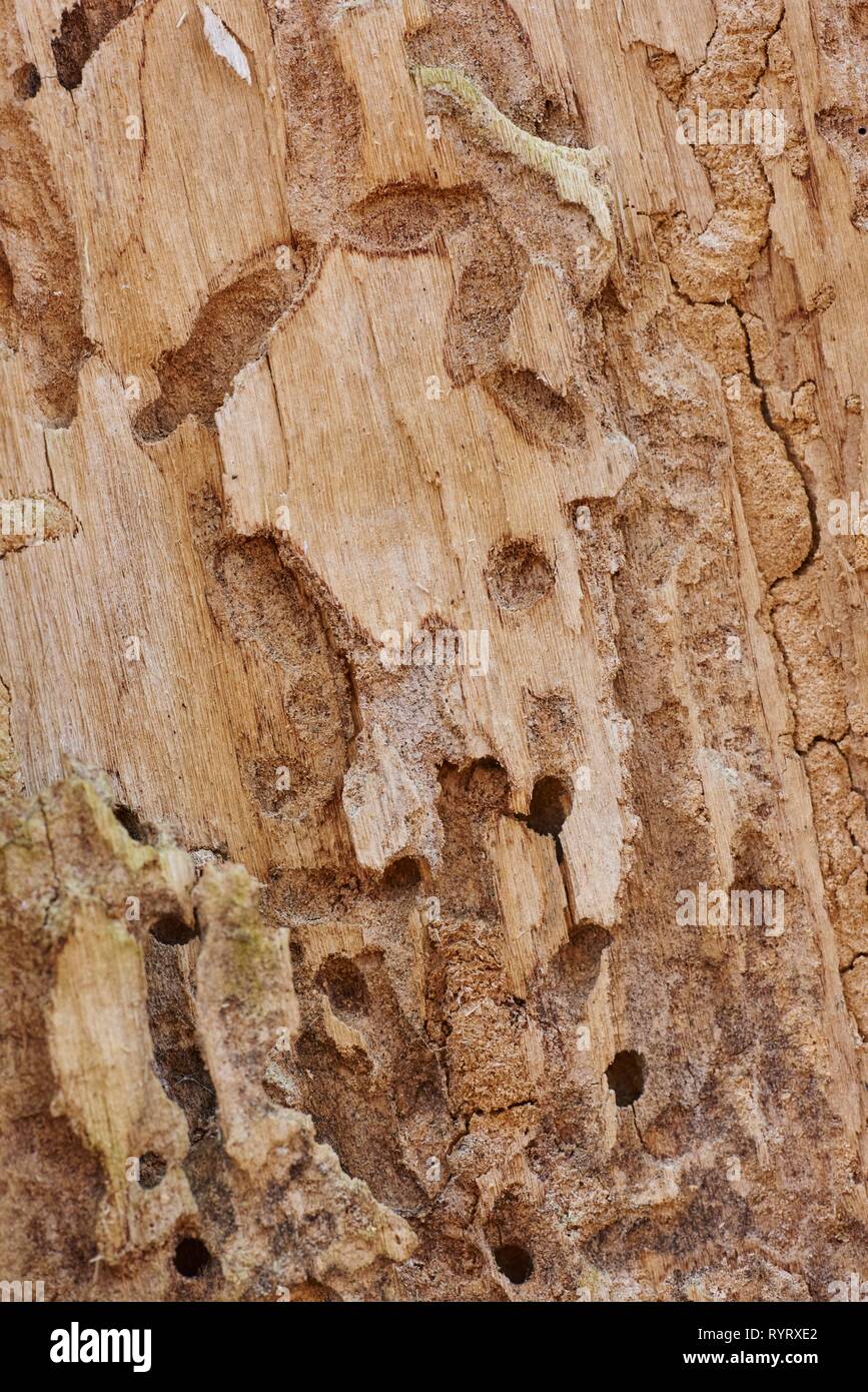 Signs of feeding of European spruce bark beetles (Ips typographus) in ...