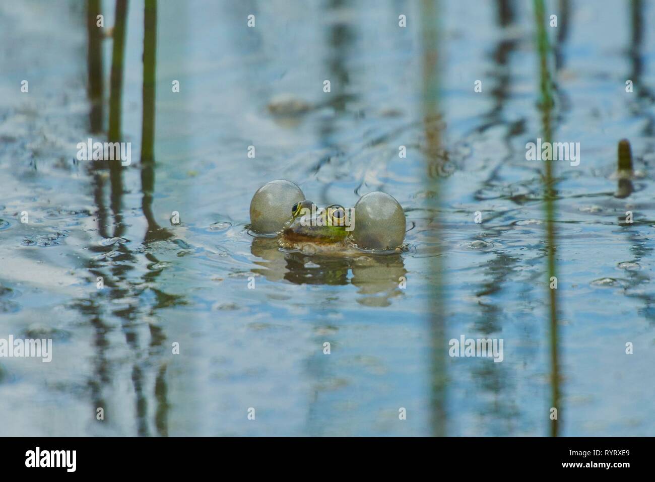 Frog vocal sac hi-res stock photography and images - Alamy