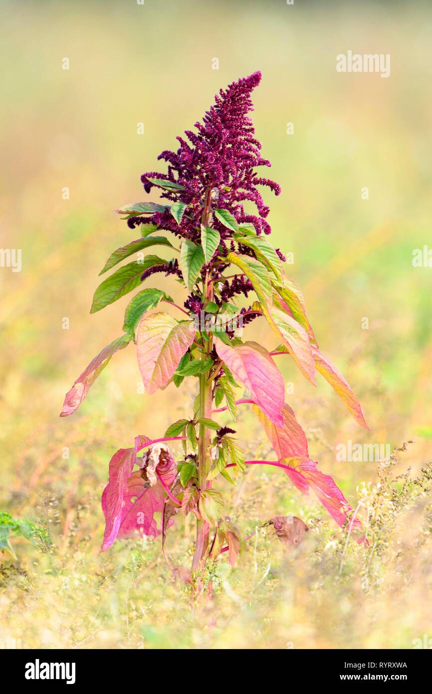 Purple flowering Blood Amaranth (Amaranthus cruentus), Baden ...