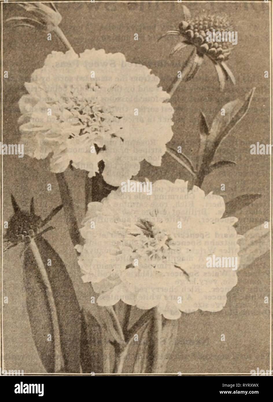 Dwarf bush types hi-res stock photography and images - Alamy