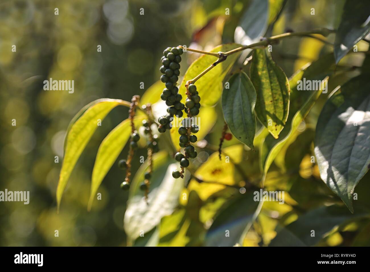 Peppercorns on pepper bush (Piper nigrum), Mondulkiri Province ...