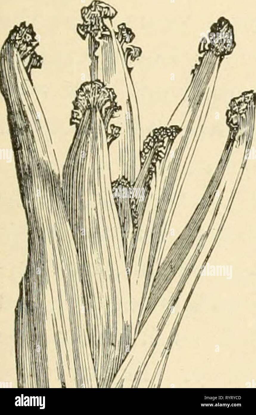 Conical root hi-res stock photography and images - Alamy