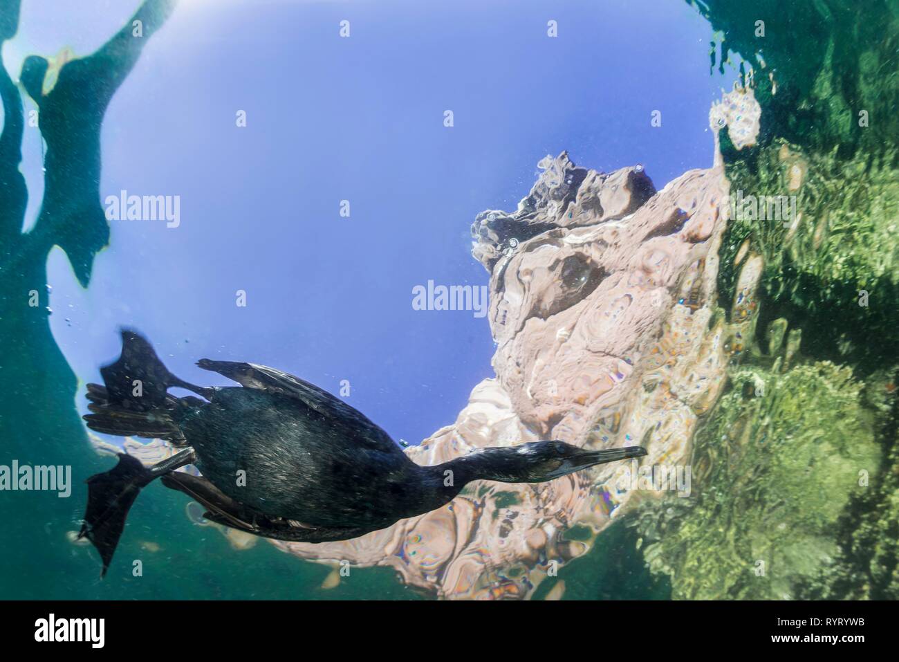 Diving Great cormorant (Phalacrocorax carbo), Isla Los Islotes, La Paz ...