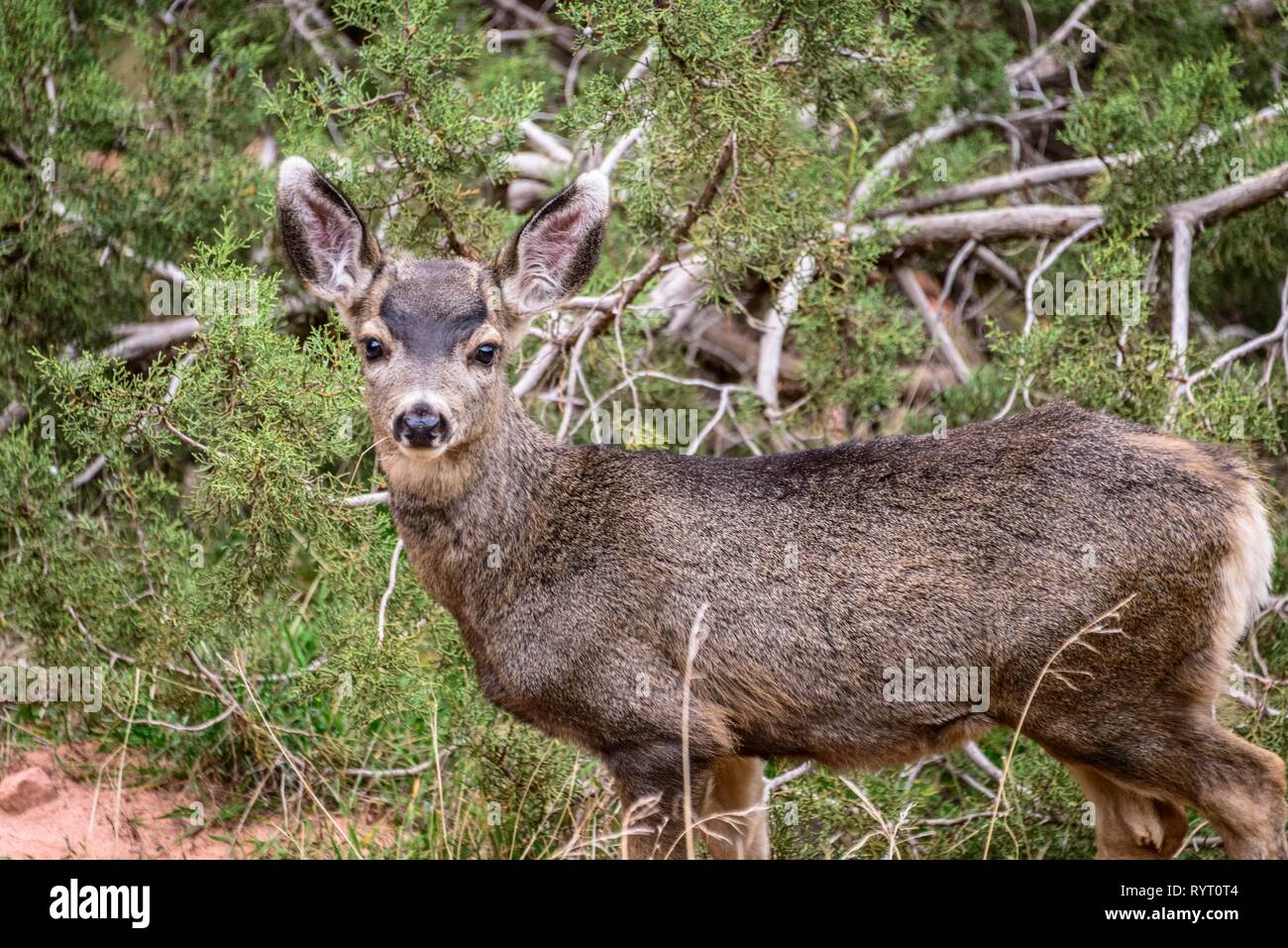 Mule deer (Odocoileus hemionus) in the undergrowth, camera view, Bright ...