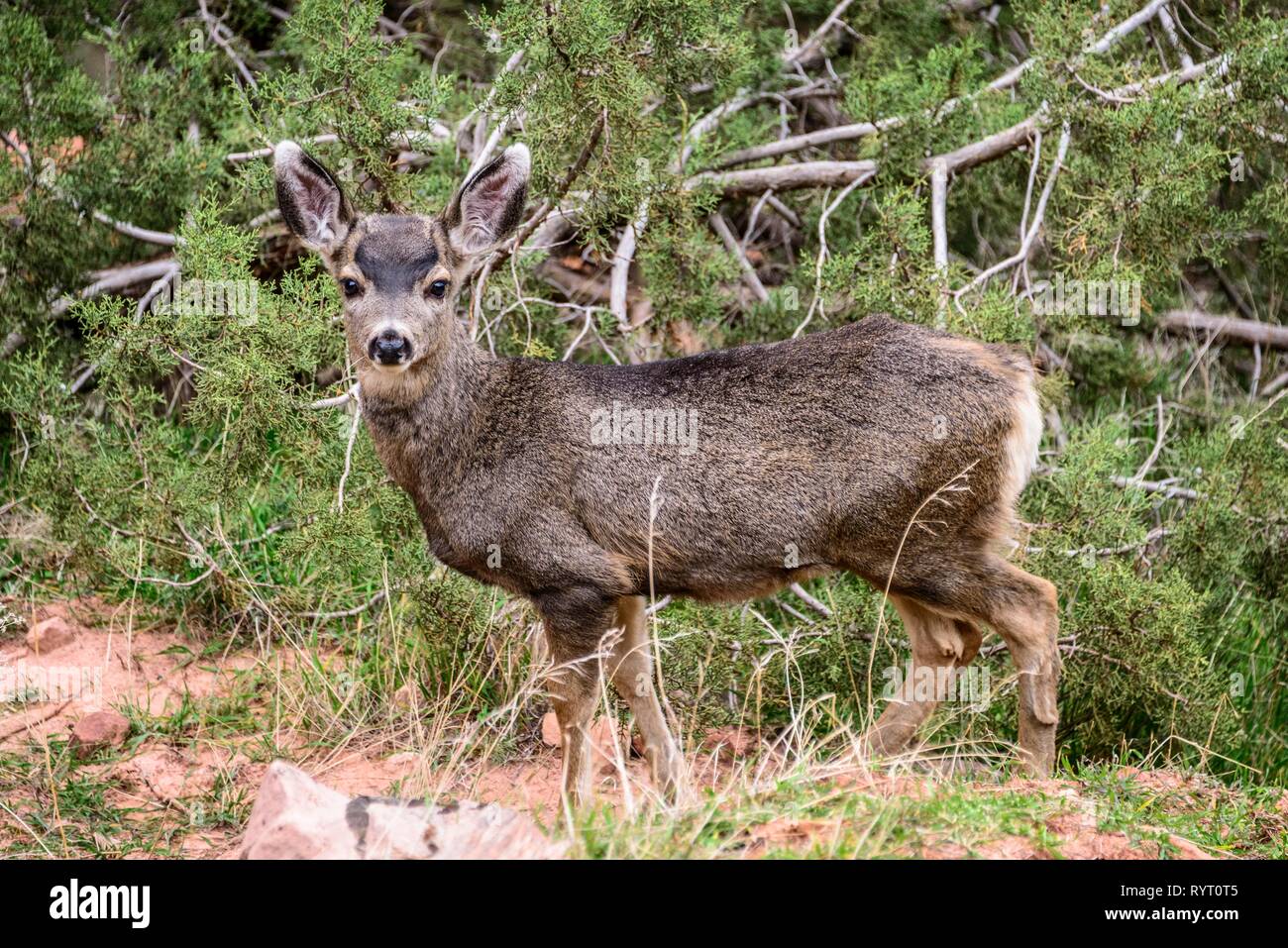 Mule deer (Odocoileus hemionus) in the undergrowth, camera view, Bright ...