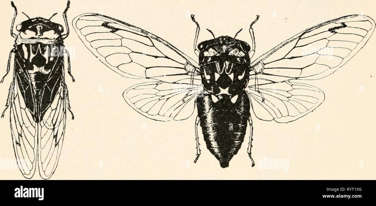 Cicadas illustration hi-res stock photography and images - Alamy