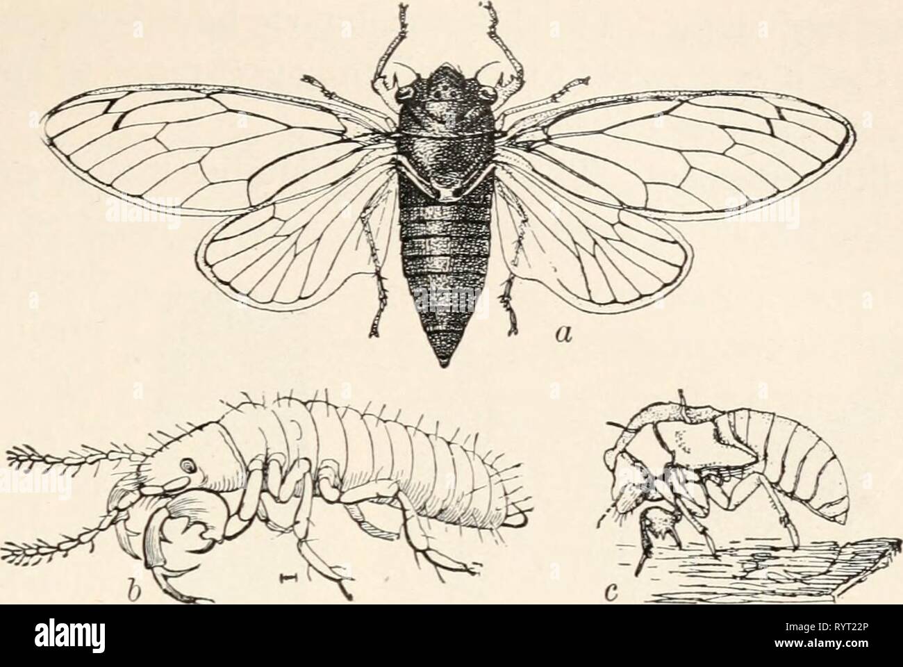 Elementary entomology ([c1912]) Elementary entomology ...