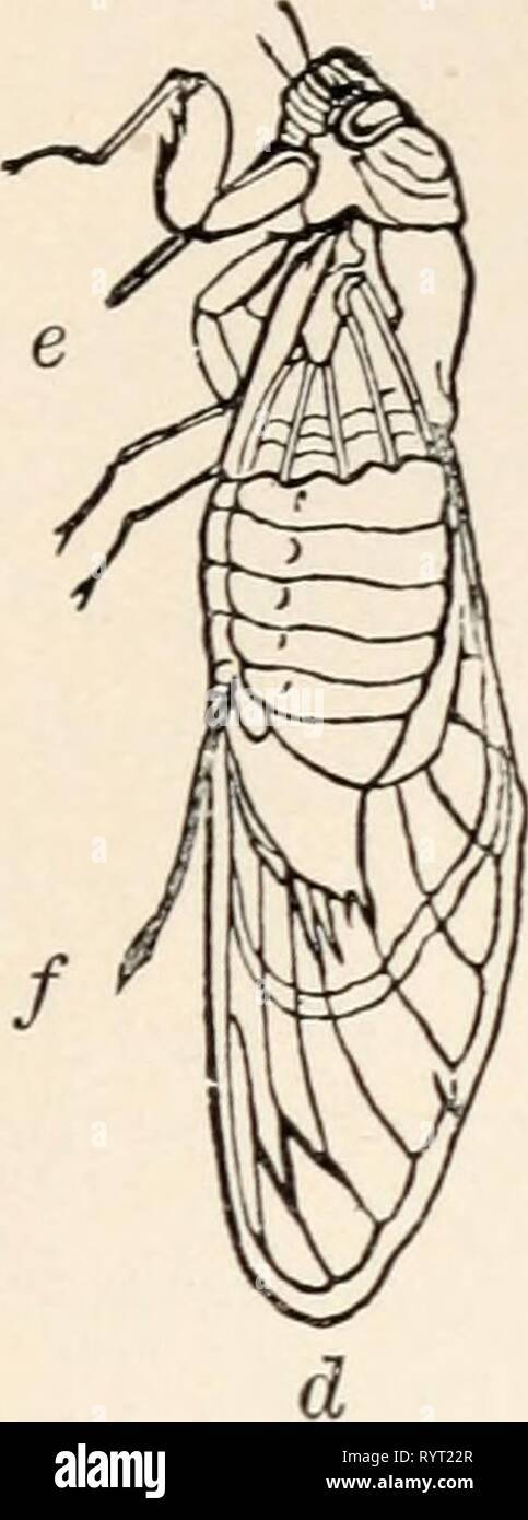 Elementary entomology ([c1912]) Elementary entomology ...