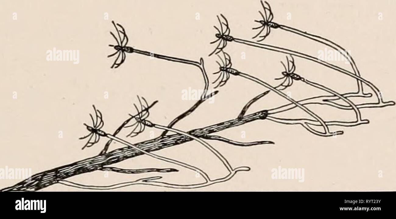 Heliotropic plants hi-res stock photography and images - Alamy