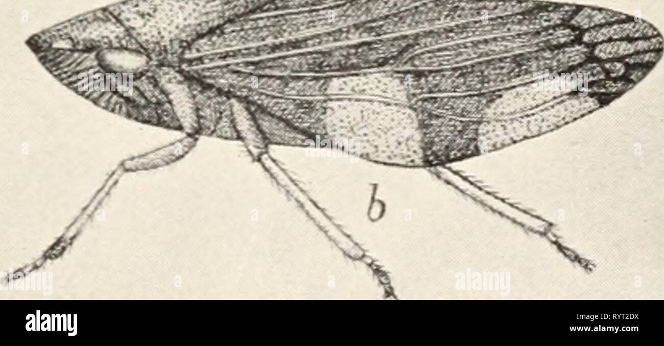 Elementary entomology ([c1912]) Elementary entomology ...